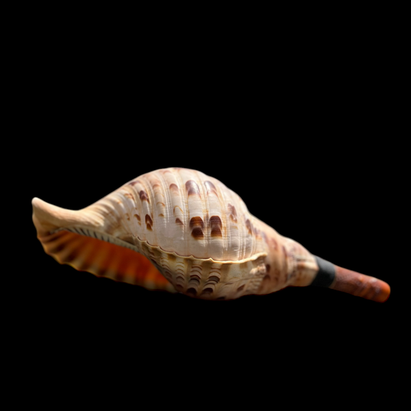 Pūtātara - Conch Shell Trumpet - Sands Carving Studio